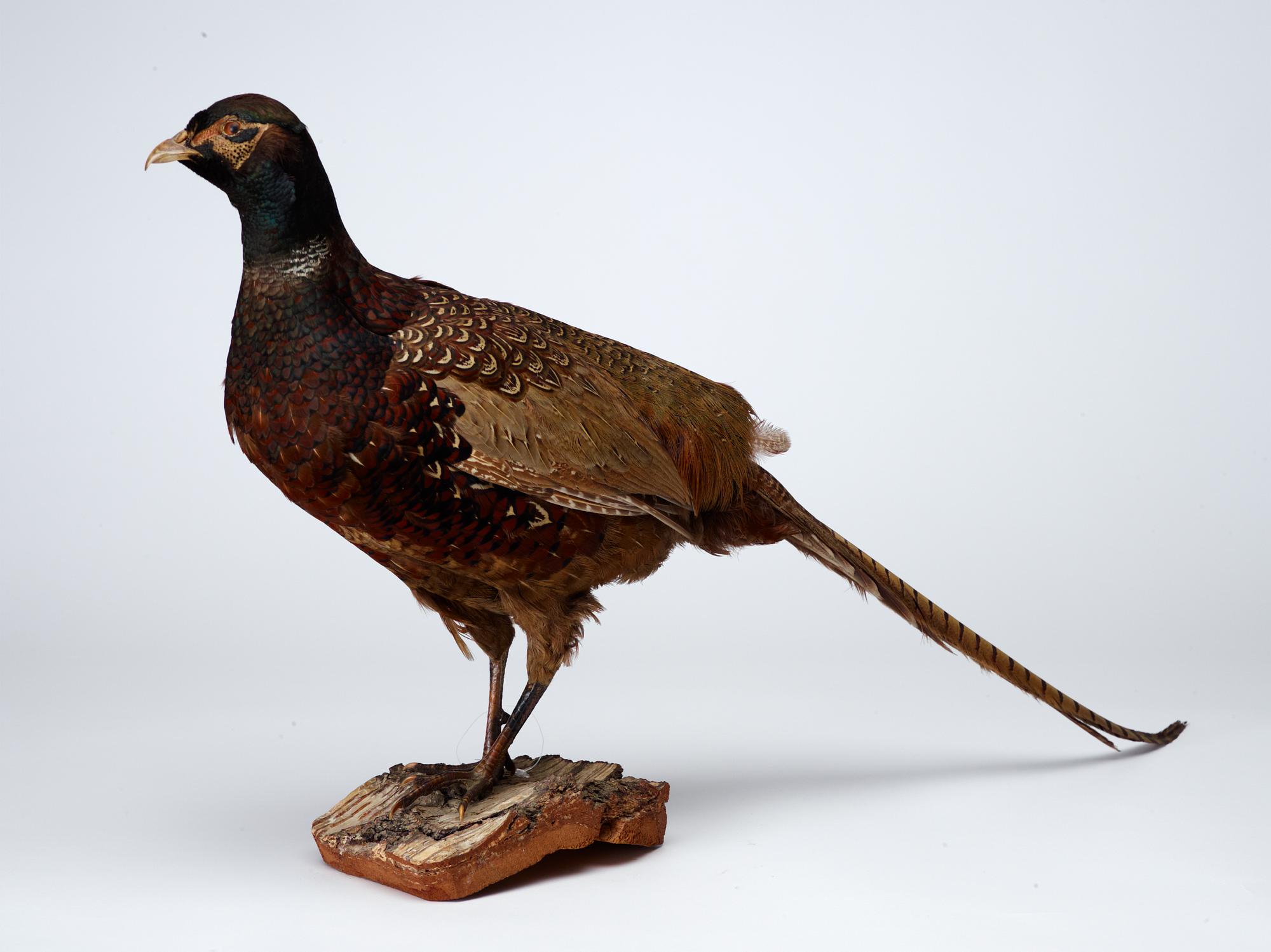 SAMLING UPPSTOPPADE FÅGLAR, nio st. - Bukowskis