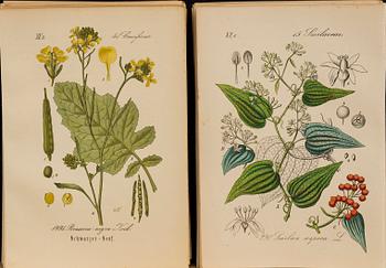 FLORA VON DEUTSCHLAND, 200 blad, Ernst Hallier, ca 1880. - Bukowskis