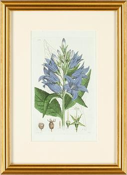 JOHAN WILHELM PALMSTRUCH, 6 st, handkolorerade kopparstick. - Bukowskis