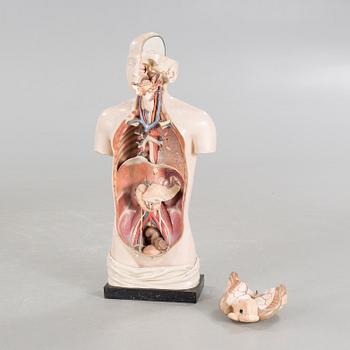 ANATOMISK MODELL, Franz Jos. Steger, Leipzig, Tyskland, omkring 1900 ...