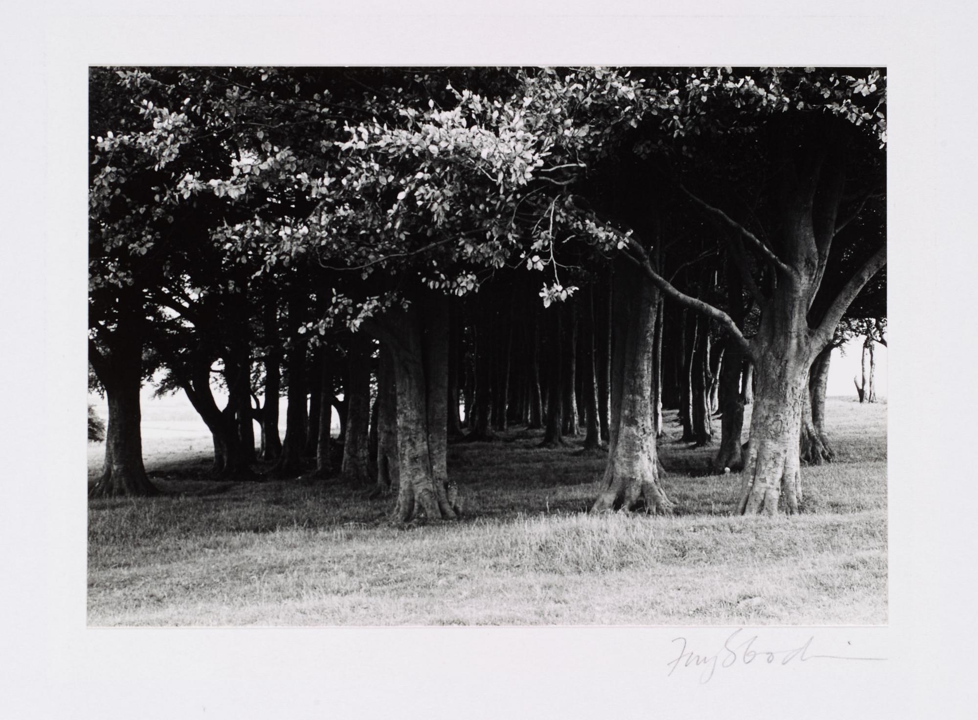 FAY GODWIN, "Approaching Barbury Castle Clump", 1975. - Bukowskis