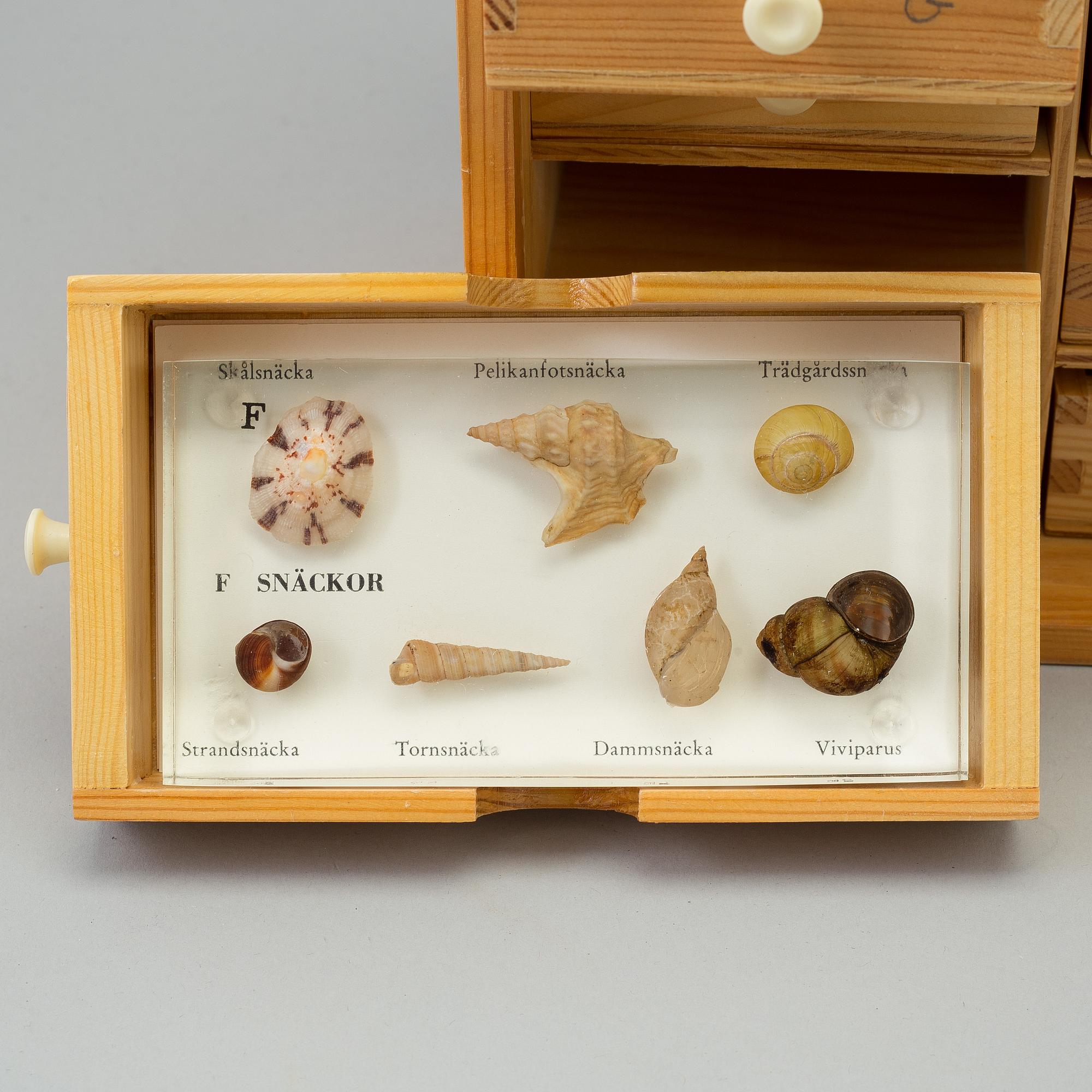 invertebrates display