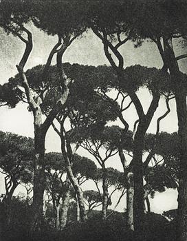 Lennart Olson, "Pinjer, Italien, 1954". - Bukowskis