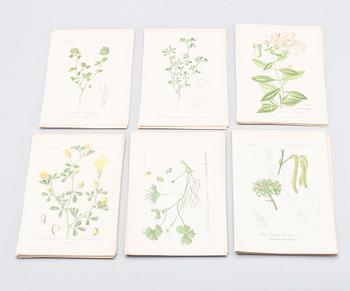 FLORA VON DEUTSCHLAND, 250 blad, Ernst Hallier, ca 1880. - Bukowskis