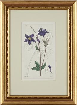 JOHAN WILHELM PALMSTRUCH, 6 st, handkolorerade kopparstick. 1800-tal ...